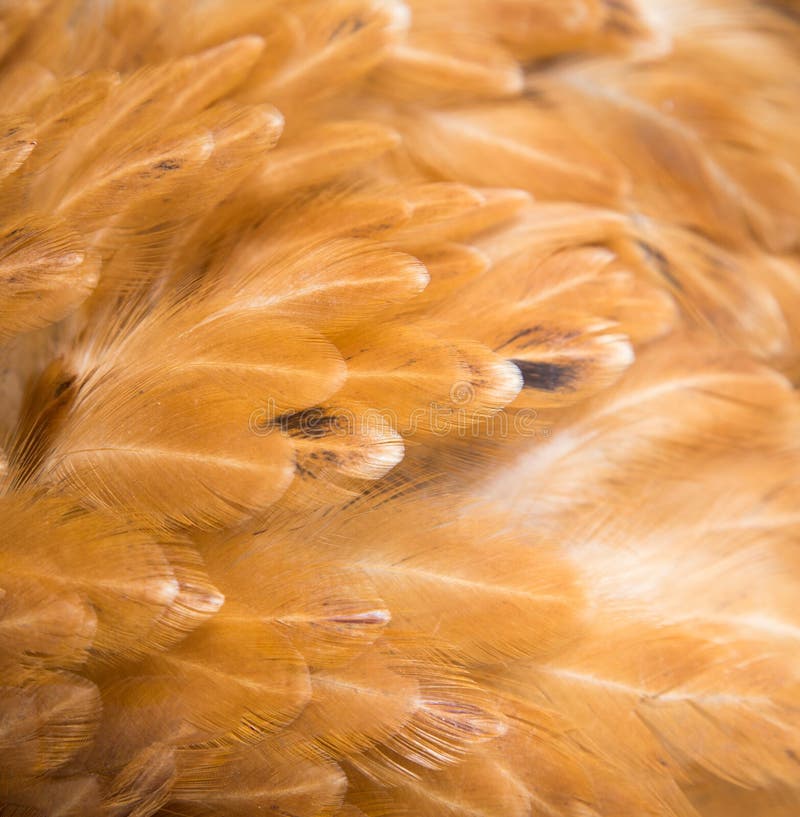 Rooster Feather Background. Fine Texture Stock Image - Image of hair ...