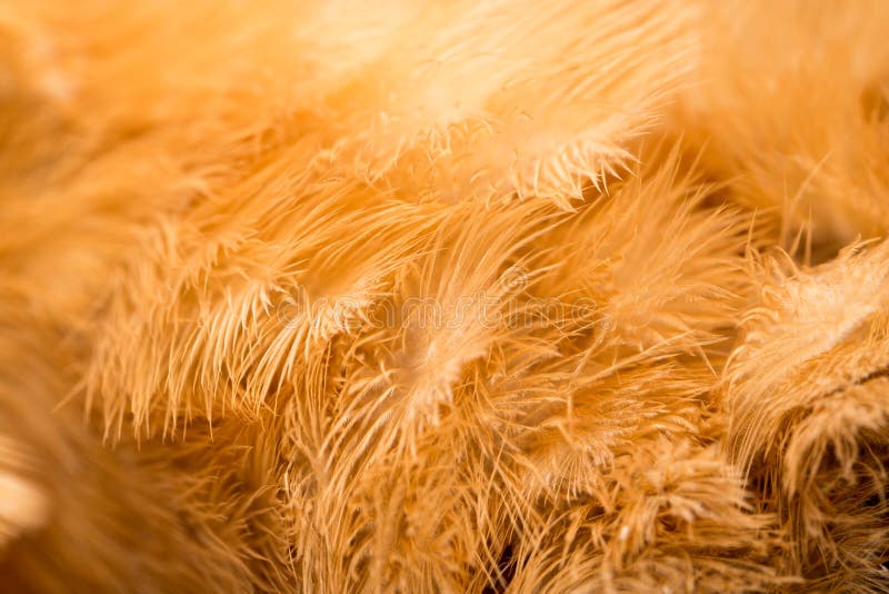 Rooster Feather Background. Fine Texture Stock Image - Image of rooster ...