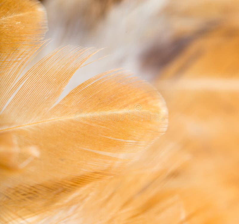 Rooster Feather Background. Fine Texture Stock Photo - Image of rooster ...