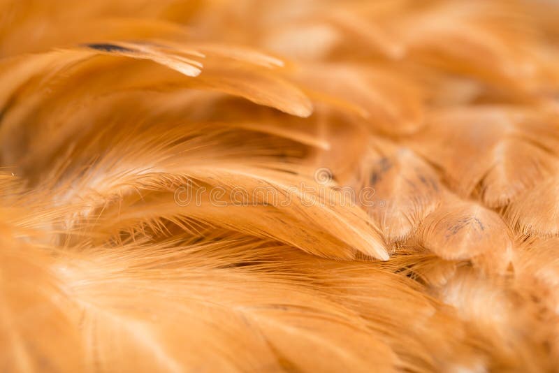 Rooster Feather Background. Fine Texture Stock Image - Image of feather ...