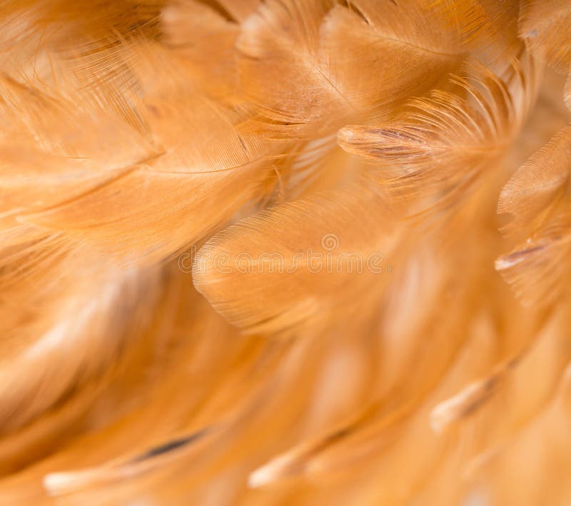 Rooster Feather Background. Fine Texture Stock Photo - Image of feather ...