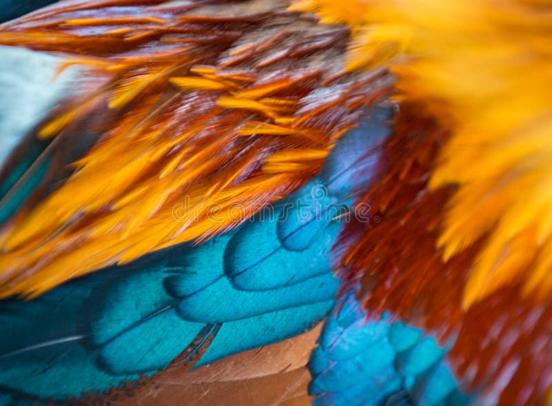 Rooster Feathers Close-up of the Wing Colorful Background Texture Stock ...