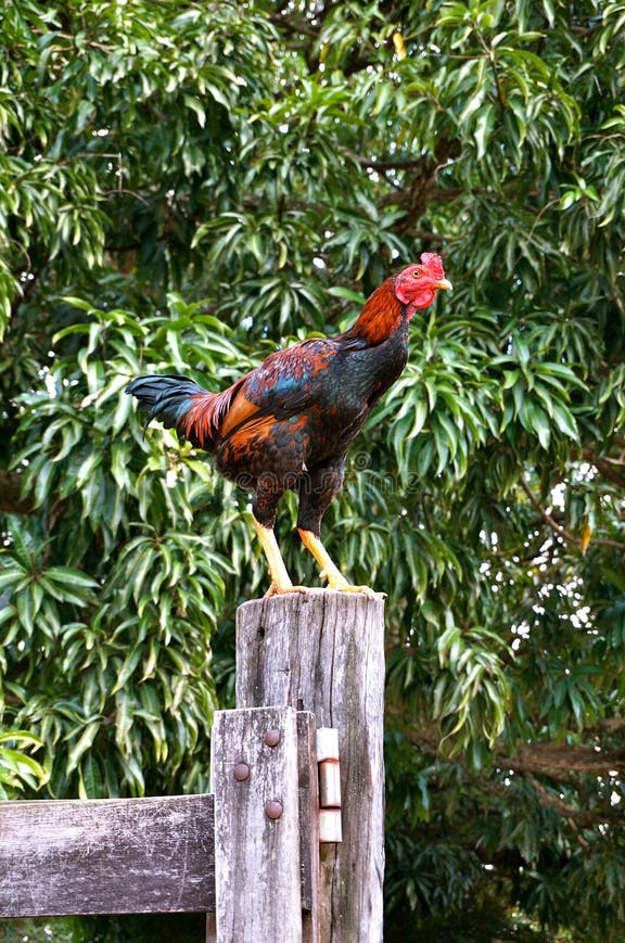 Rooster stock photo. Image of food, rooster, nature, farm - 61843436