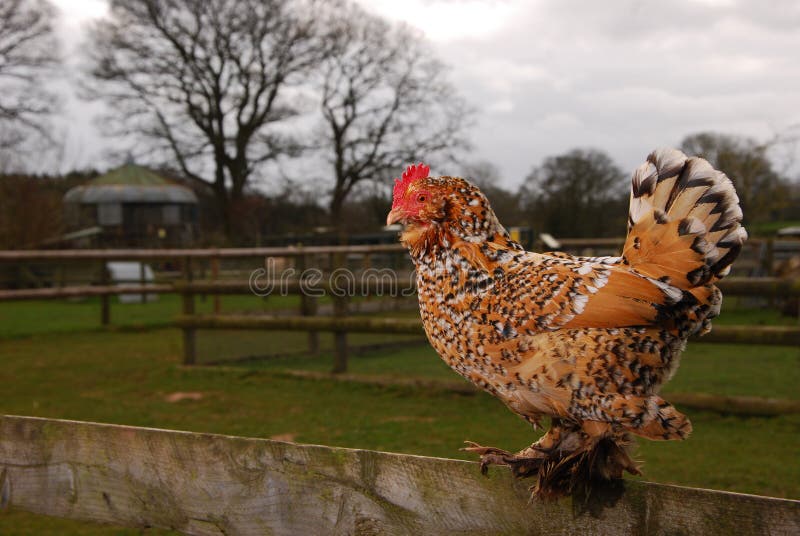 Rooster on a fence stock image. Image of rooster, farm - 55270249