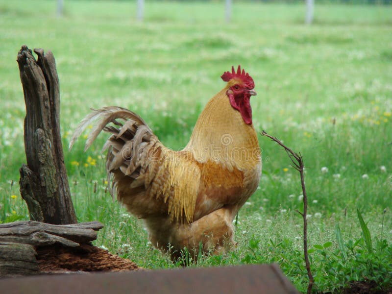 Rooster in a Field stock photo. Image of farm, green - 177536008