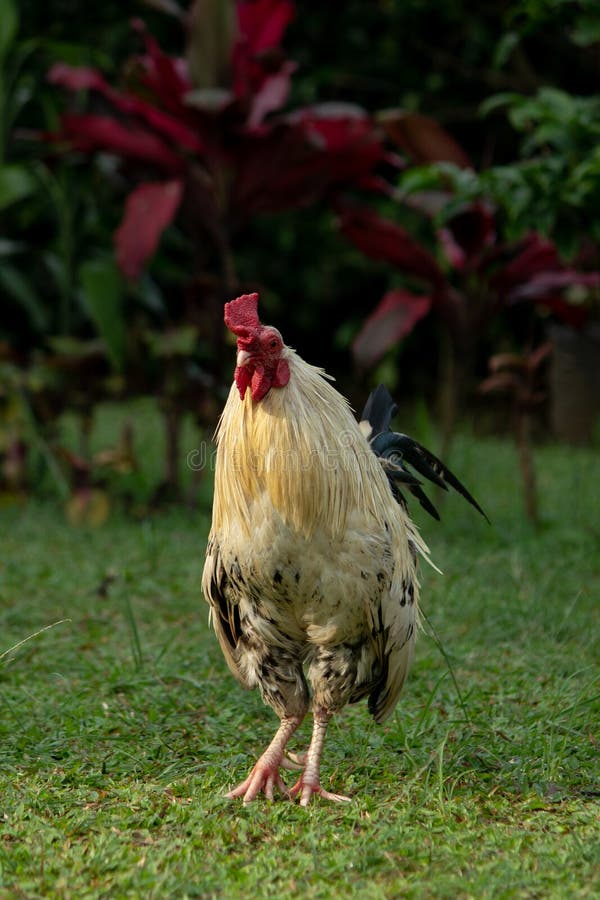 Rooster on field play stock image. Image of standing - 305505205