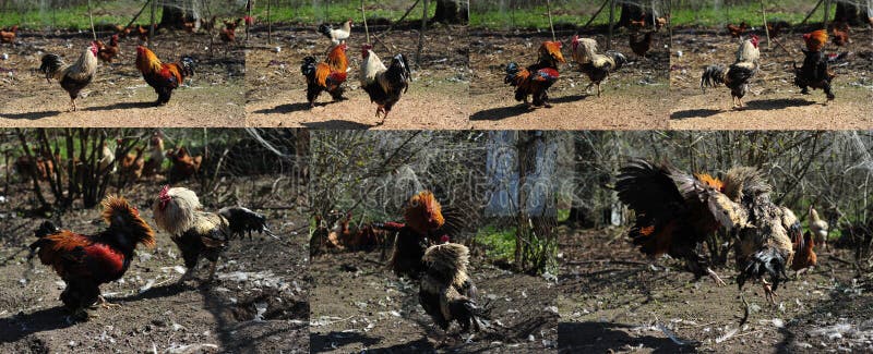 Rooster fight stock photo. Image of farm, chicken, bird - 13924464