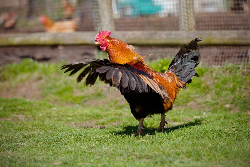 Rooster flapping his wings stock image. Image of flock - 65019193