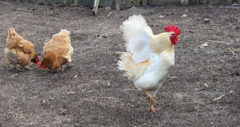 White Rooster Flaps Crows Stock Photos - Free & Royalty-Free Stock ...