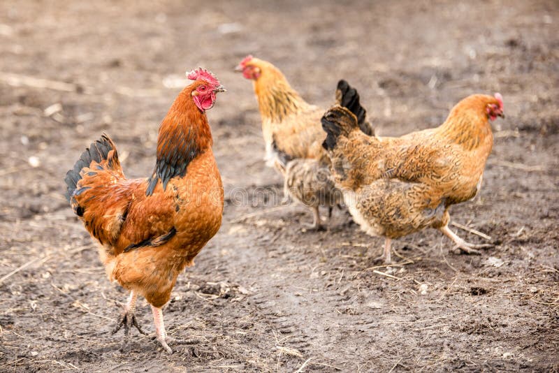 Rooster and a Flock of Chickens on a Spring Day Stock Photo - Image of ...