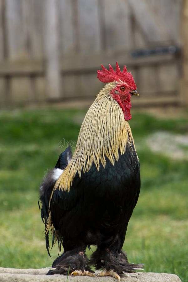 Rooster stock photo. Image of rooster, feathers, beauty - 59275066