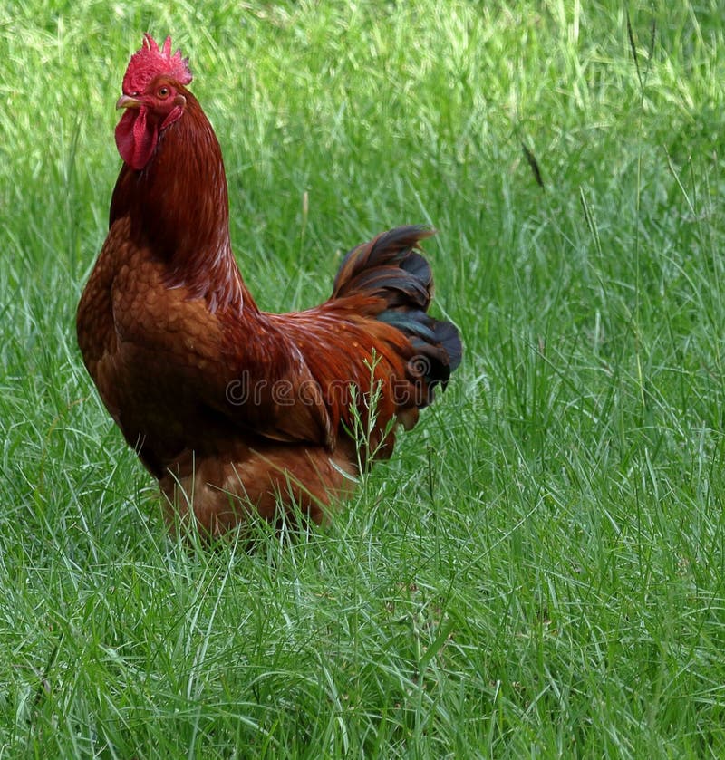 Rooster in Front Yard stock image. Image of bird, front - 92567541