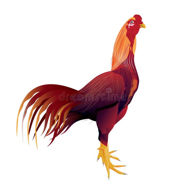 Rooster gamecock stock vector. Illustration of animal - 85393324