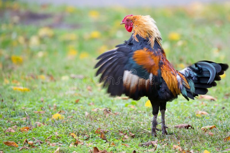 Rooster Getting Ready for Battle Stock Photo - Image of animal, green ...