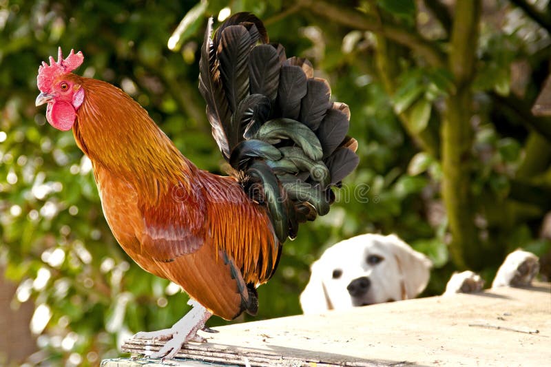 Golden Retriever and 1 Day Old Chicken Stock Photo - Image of unique ...