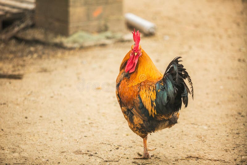 Rooster stock photo. Image of green, outdoors, male, outside - 71580020