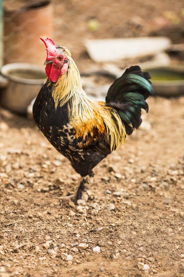 Rooster stock photo. Image of livestock, outside, feed - 47476918