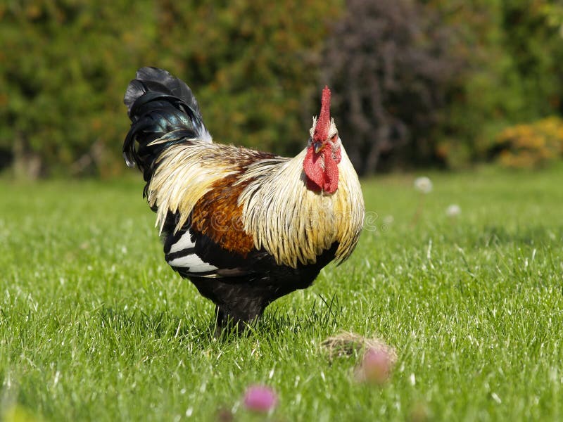 Rooster on green grass stock image. Image of bird, green - 3218707