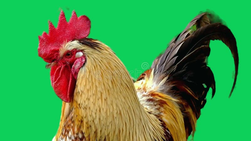 Rooster on a green screen stock video. Video of closeup - 350770713