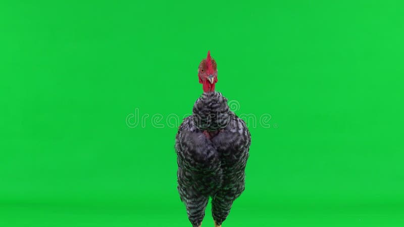 Rooster on Green Screen Looking in Different Directions Stock Footage ...