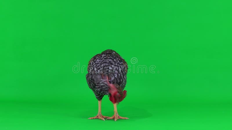 Rooster on Green Screen Looking in Different Directions Stock Footage ...