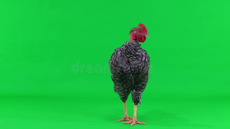 Rooster on Green Screen Looking in Different Directions Stock Video ...