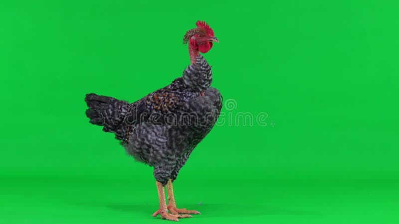 Rooster on Green Screen Looking in Different Directions Stock Footage ...