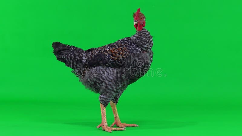 Rooster on Green Screen Looking in Different Directions Stock Footage ...
