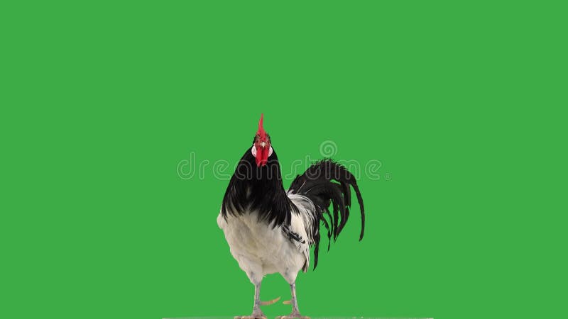 Rooster on a Green Screen Looking in Different Directions. Stock ...