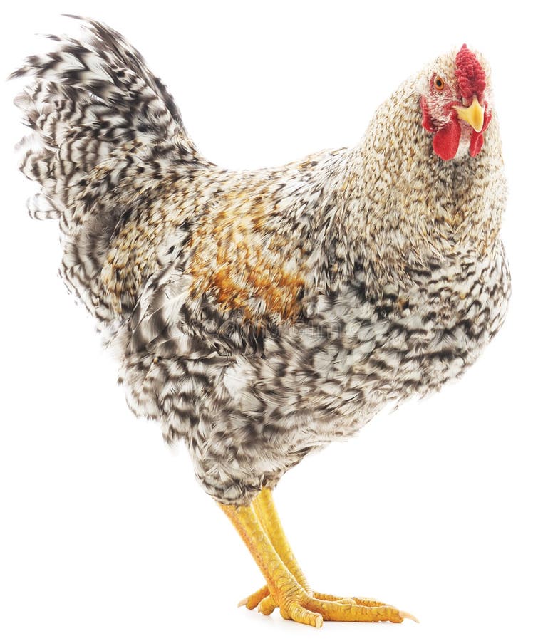 Rooster grey stock photo. Image of cockerel, chicken - 27299258