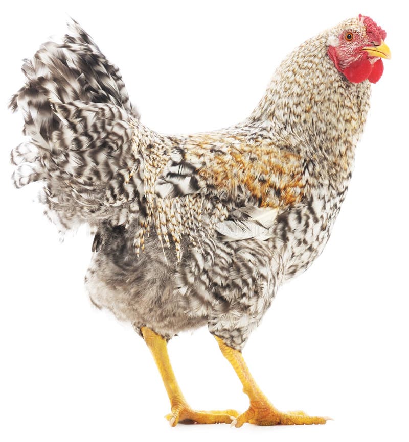 Rooster grey stock photo. Image of cockerel, chicken - 27299258