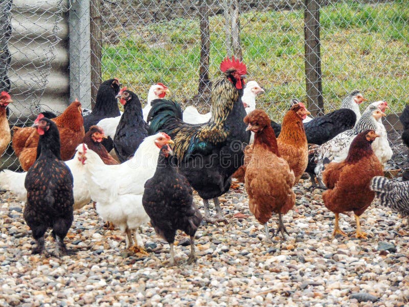 A Rooster and a Group of Chickens at the Farm in Maramures County ...