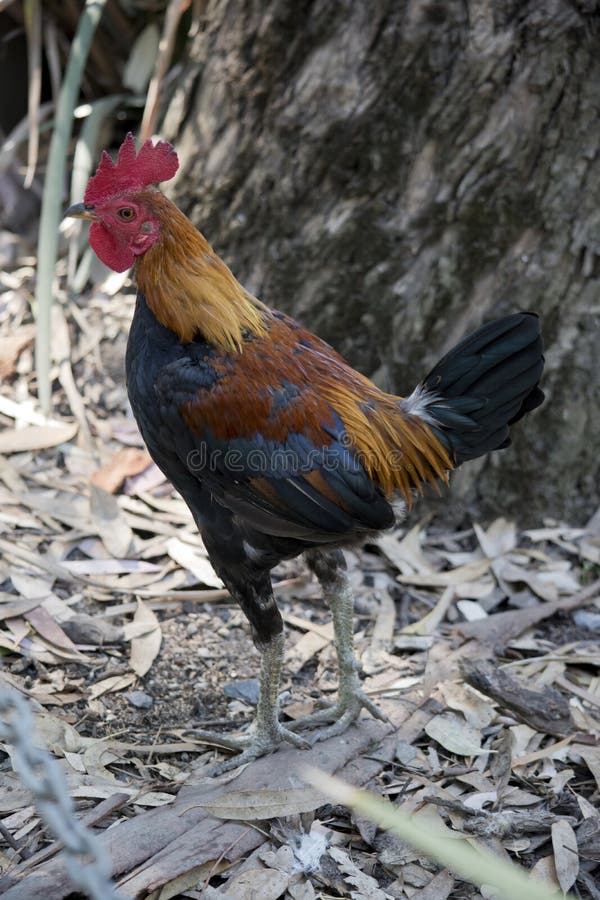 The rooster is crowing stock image. Image of farm, orange - 215103641