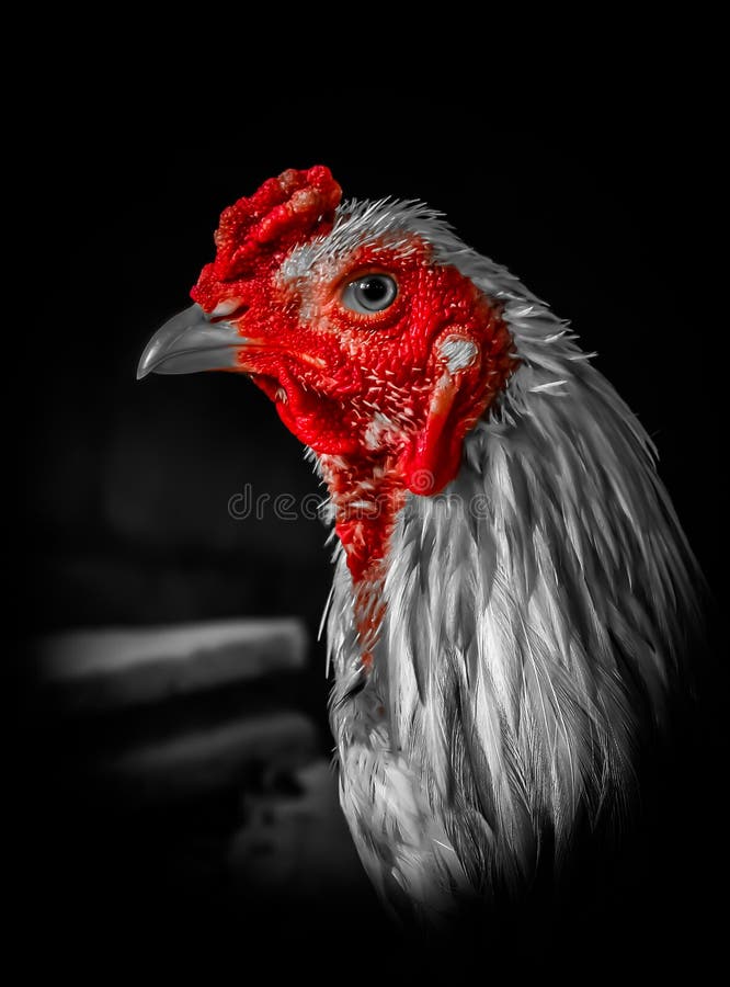 2,992 Rooster Face Stock Photos - Free & Royalty-Free Stock Photos from ...