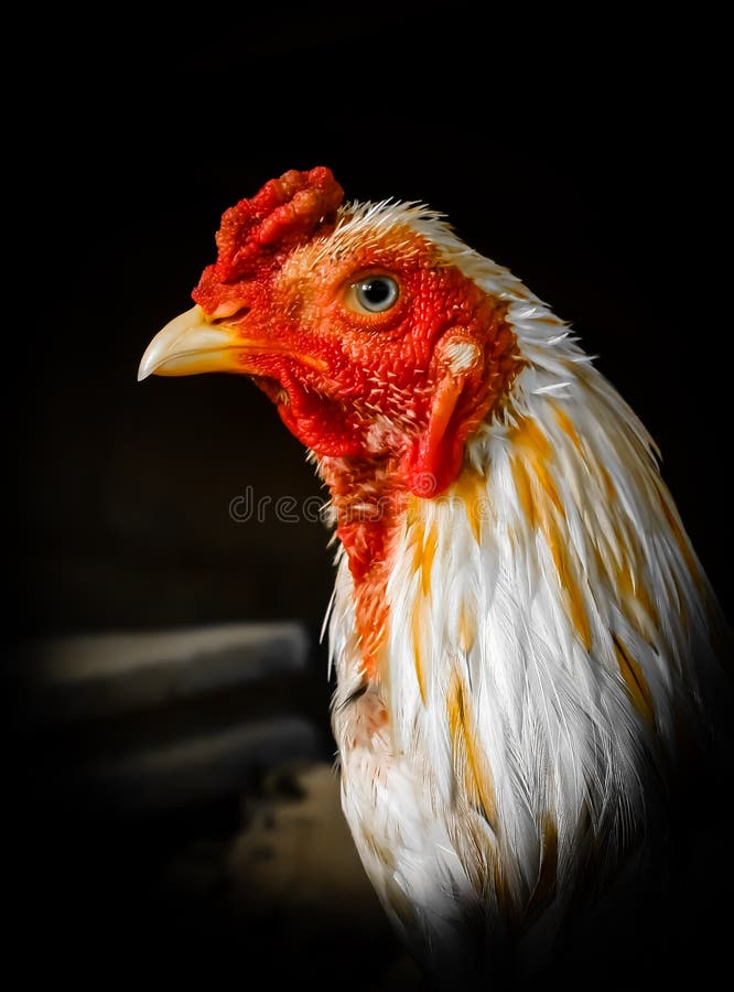 2,992 Rooster Face Stock Photos - Free & Royalty-Free Stock Photos from ...