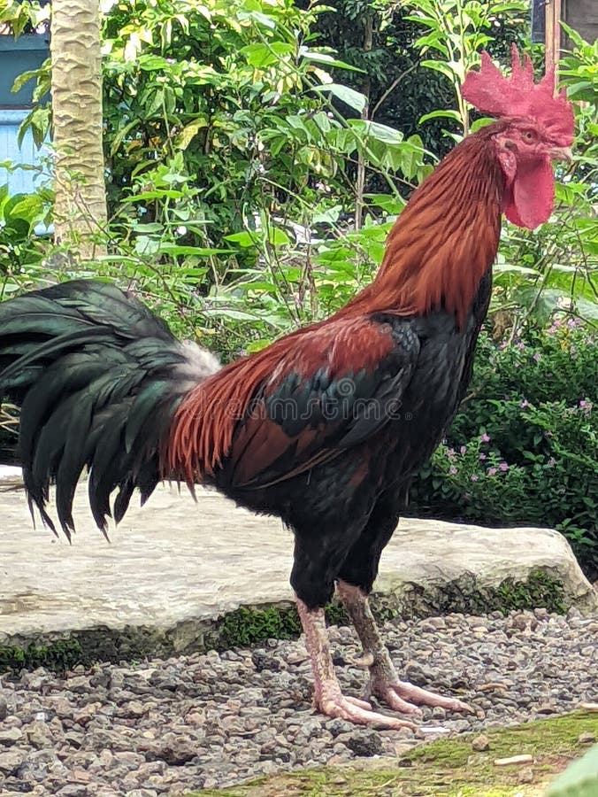 The Rooster Has Vibrant Red and Black Feathers, a Large Red Comb, and ...