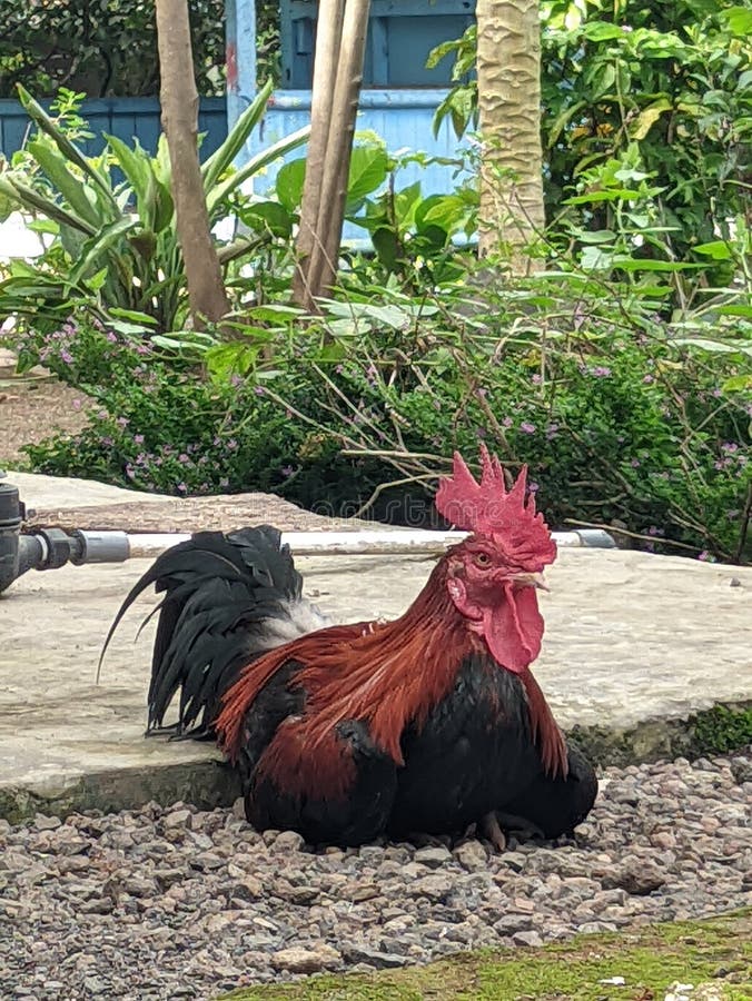 The Rooster Has Vibrant Red and Black Feathers, a Large Red Comb, and ...