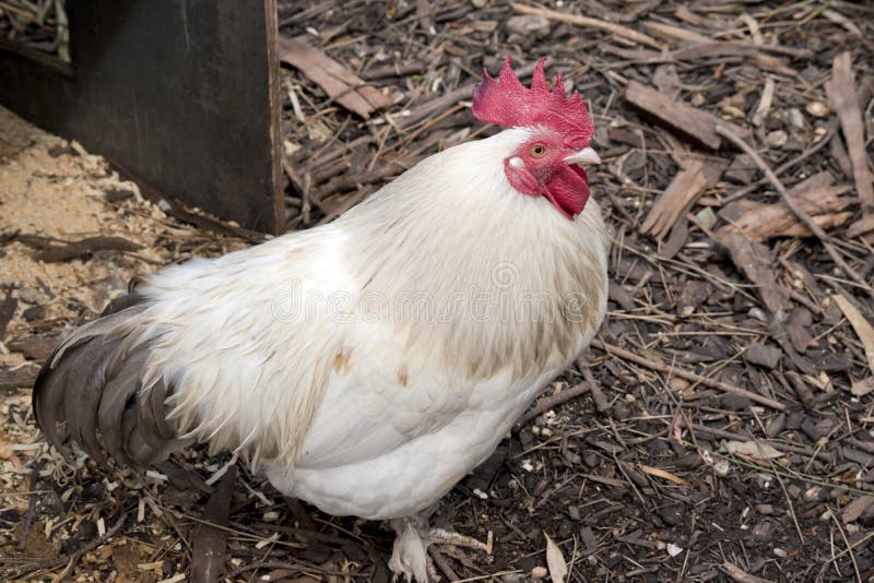 This is a Side View of a Rooster Stock Photo - Image of chicken ...
