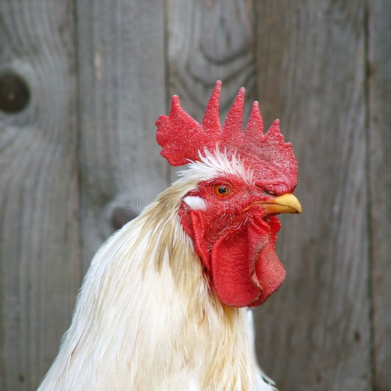 150+ Rooster head Free Stock Photos - StockFreeImages