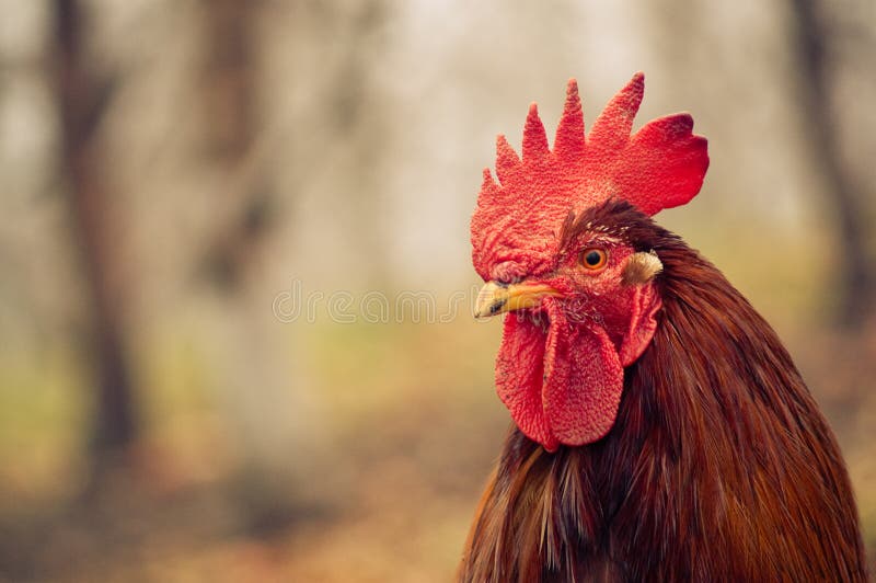 Rooster head stock photo. Image of beak, cockerel, livestock - 4089976