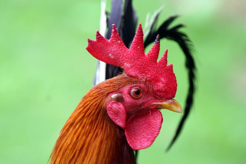 Rooster Head stock image. Image of feeding, daytime, small - 9170269