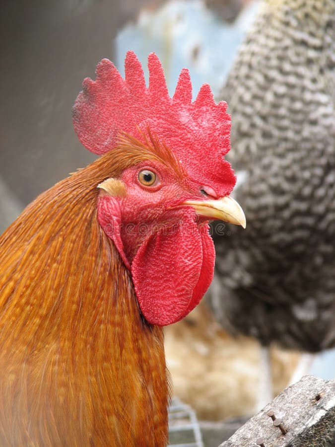 Rooster head close-up stock image. Image of bird, livestock - 14430783