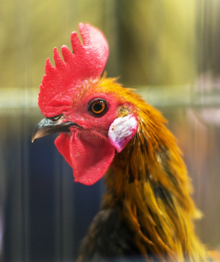 Rooster head. stock photo. Image of bird, cockerel, feather - 78880552