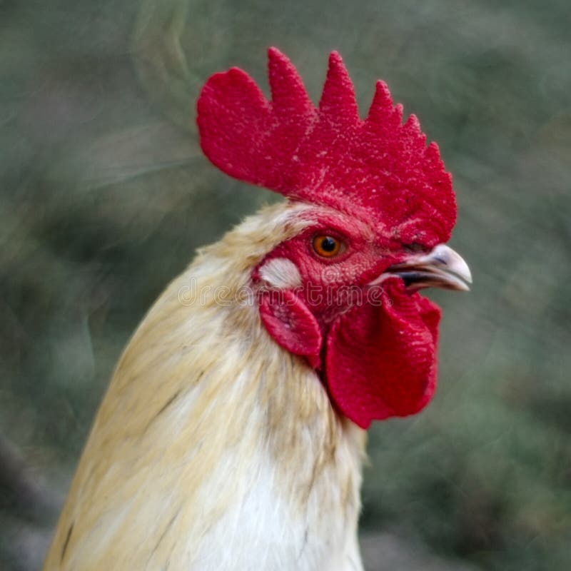 Rooster head and claw stock image. Image of animal, details - 1776811