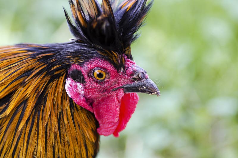 Rooster head detail stock image. Image of bird, freerange - 32185709
