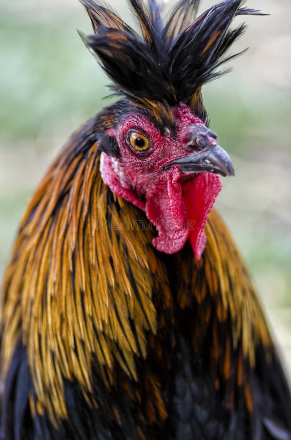 Rooster head stock image. Image of closeup, domestic - 32185683
