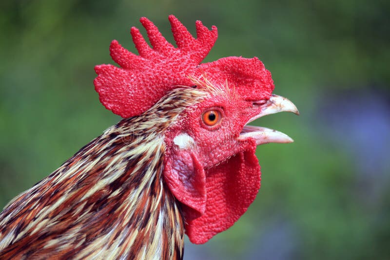 Rooster head. stock image. Image of beautiful, cockerel - 101905515