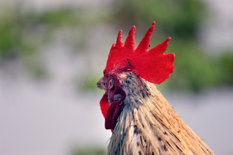 Rooster head. stock image. Image of black, chick, comb - 101904933