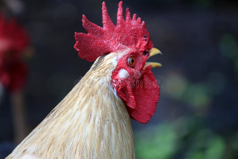 11,163 Rooster Head Photos - Free & Royalty-Free Stock Photos from ...