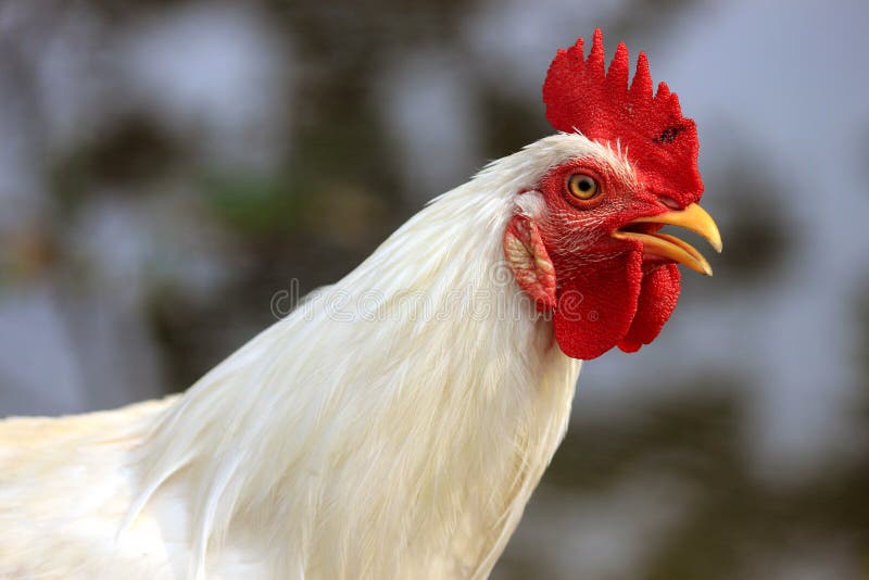 Rooster head. stock photo. Image of comb, fauna, countryside - 101905594